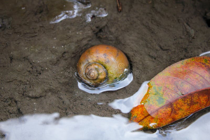 Shell Field Snail Puddle Water Stock Photos - Free & Royalty-Free Stock ...