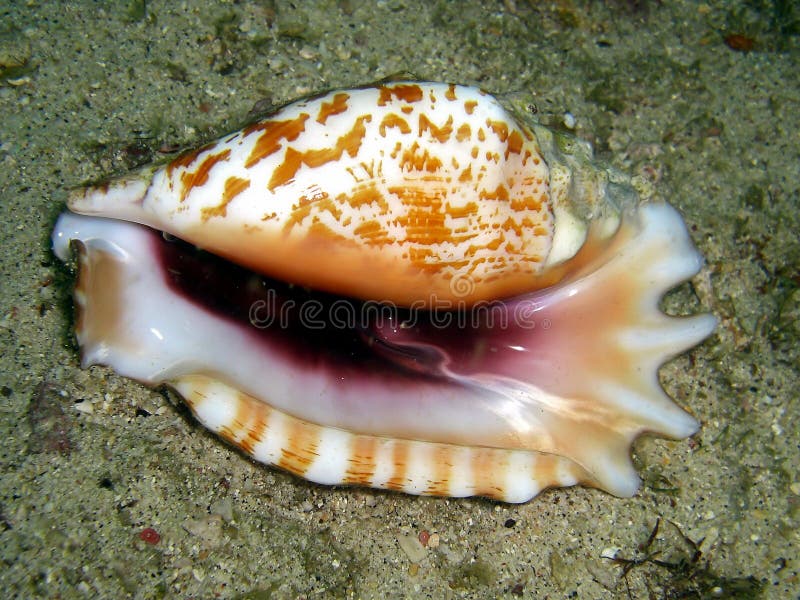 Shell in the Filipino Sea 30.12.2015 Stock Photo - Image of scenery ...