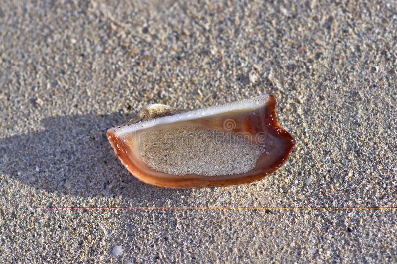 The Shell is Filled with Water Against the Background of Sand on Stock ...