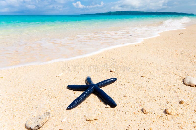 Shell fish stock photo. Image of sand, blue, landscape - 23643376