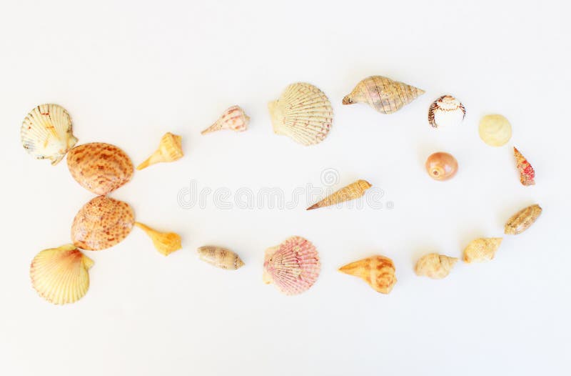 Shell Fish stock photo. Image of clams, ocean, depiction - 25361912