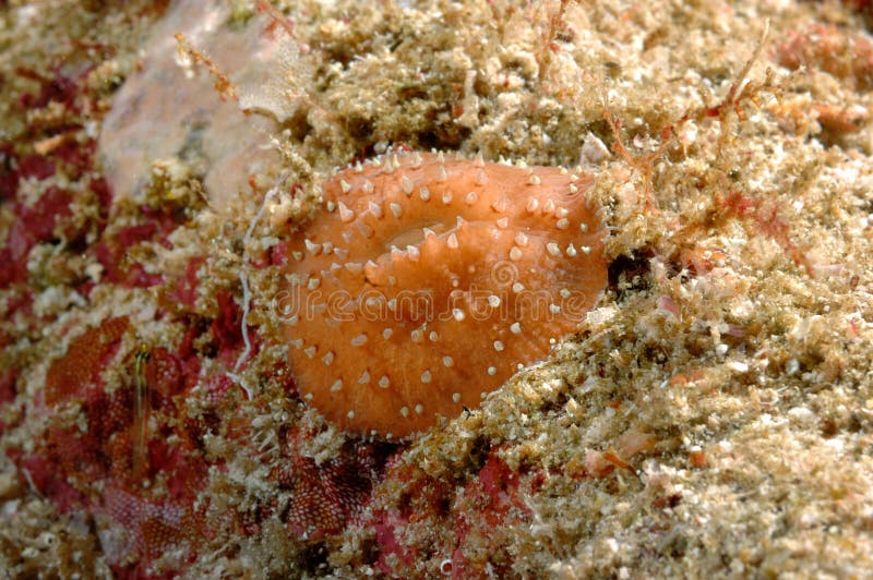 Shell Fish Aceh Indonesia Scuba Diving Stock Image - Image of island ...