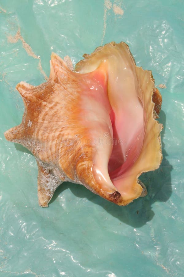 Seashell under water. stock image. Image of colorful - 15650567