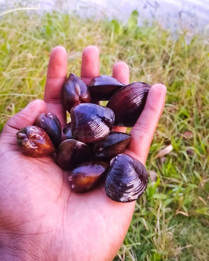 Shell fish stock photo. Image of fish, fisher, river - 200411124