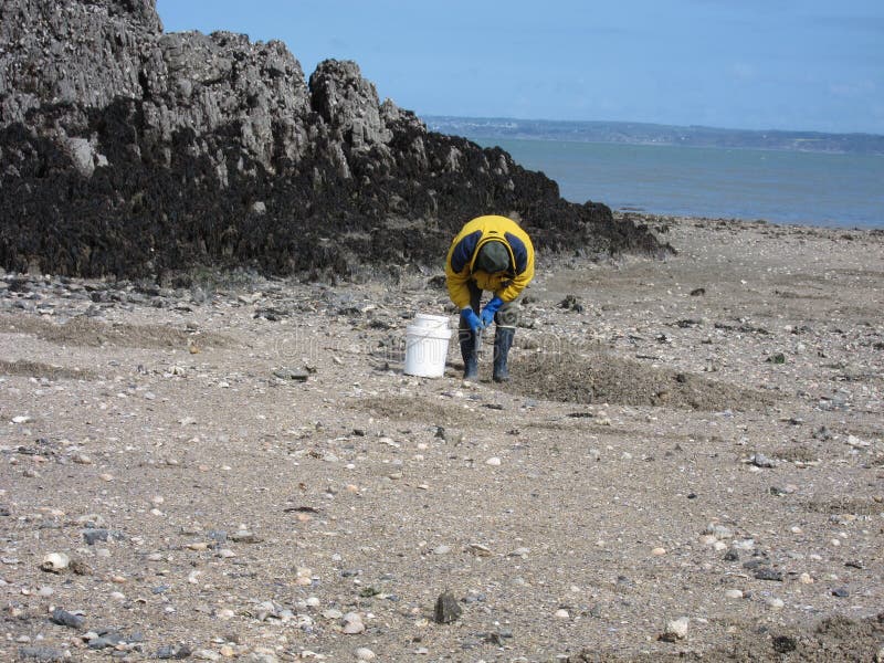 Shell Fishing on the Foreshore Editorial Photo - Image of freshness ...