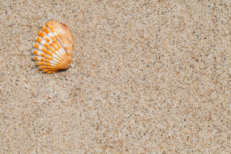 Shell Flap on the Beach Sand Close-up, at Sunny Clear Day, Background ...