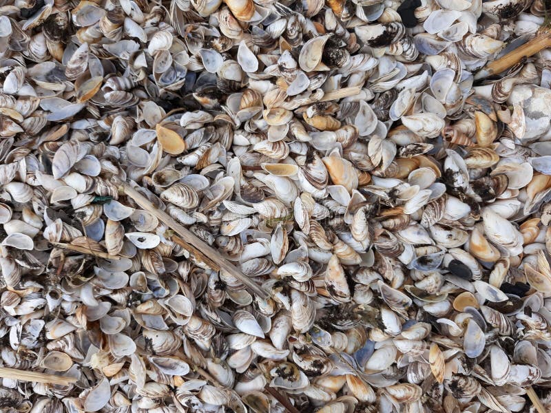 Shell floor editorial image. Image of shell, floor, park - 161311235