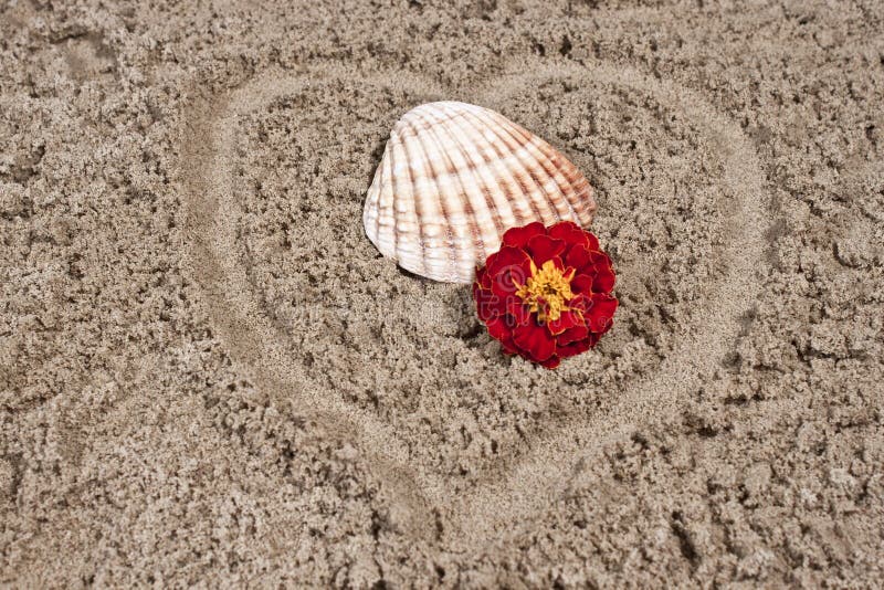 Shell with flower stock image. Image of bloom, leaf, beach - 11371937