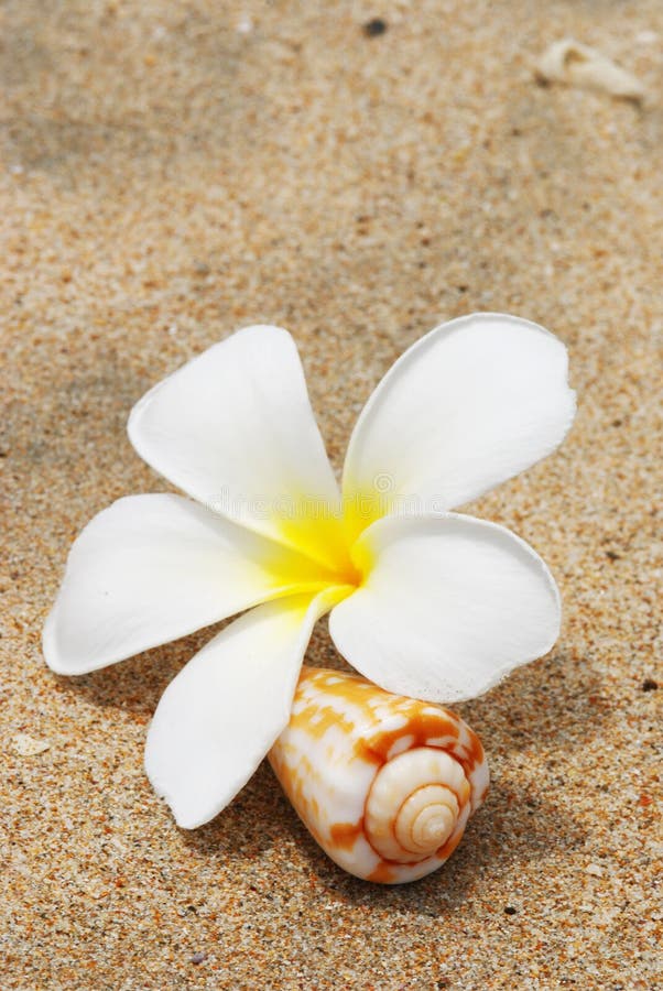 Shell & Flower on a Beach Stock Image - Image of island, holiday: 4036387
