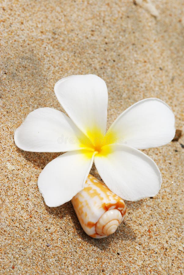 Shell & Flower on a Beach Stock Image - Image of outdoor, island: 4159401
