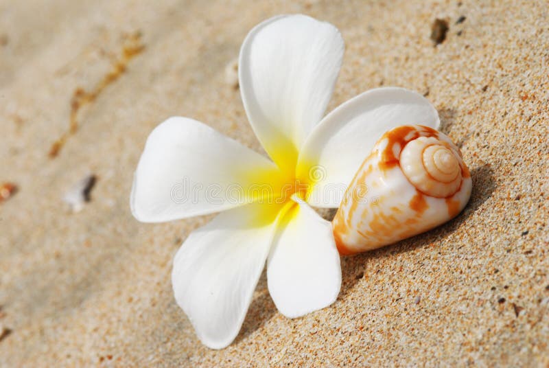 Shells in beach sand stock photo. Image of flower, scenic - 4029196