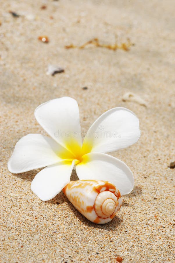 Plumeria flowers stock image. Image of white, water, ocean - 35179069