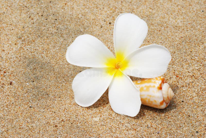 Flower and beach grass stock image. Image of traditionally - 28907755