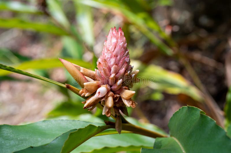 Shell-flower Bud Ready To Bloom Stock Image - Image of burst, blossom ...