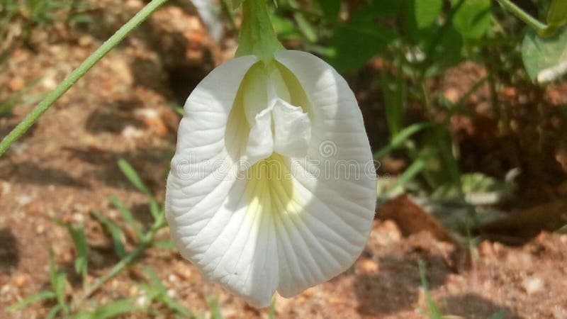Shell flower stock photo. Image of ringed, colour, single - 104251522