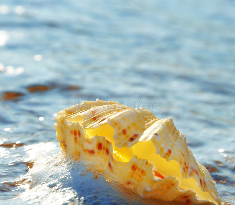 Shell in foam stock photo. Image of pearl, beach, summer - 28393740