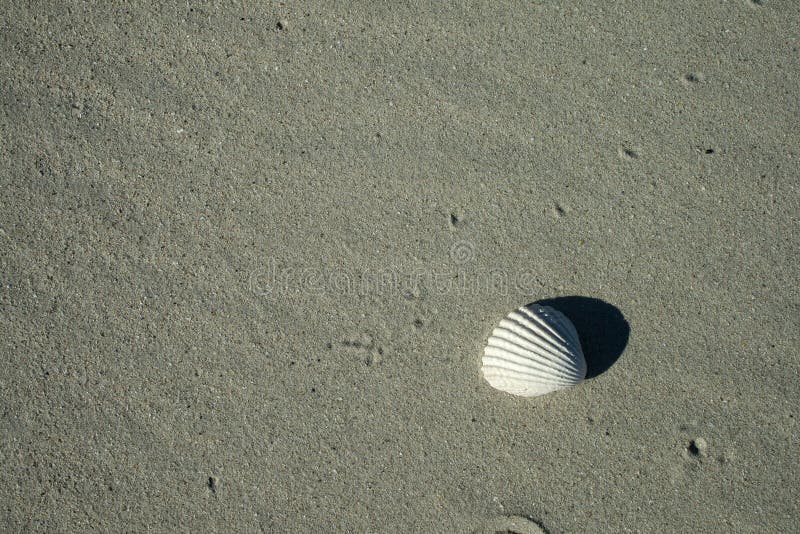 Shell and Footprint on the Beach Stock Photo - Image of outdoor, shell ...