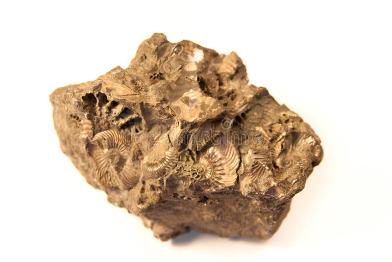 Shell fossiel stock afbeelding. Image of schelp, mineraal - 22156485