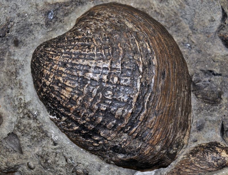 Shell fossil stock photo. Image of sand, stone, ancient - 16417888