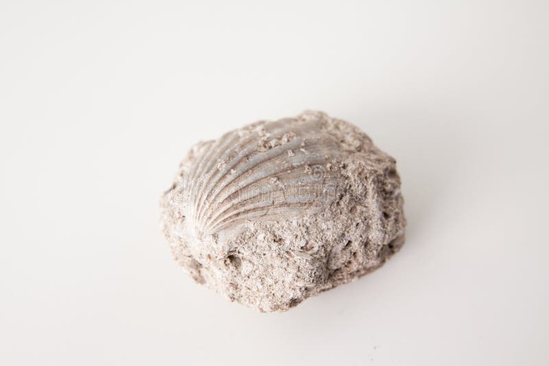 Shell fossil stock photo. Image of natural, stone, shell - 29617760