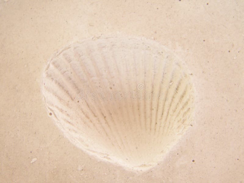 Shell fossil stock photo. Image of shape, fossil, chalk - 7913752