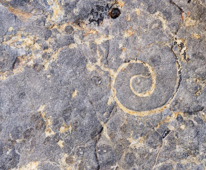 Shell Fossil Cross Section stock photo. Image of fossilized - 303101174