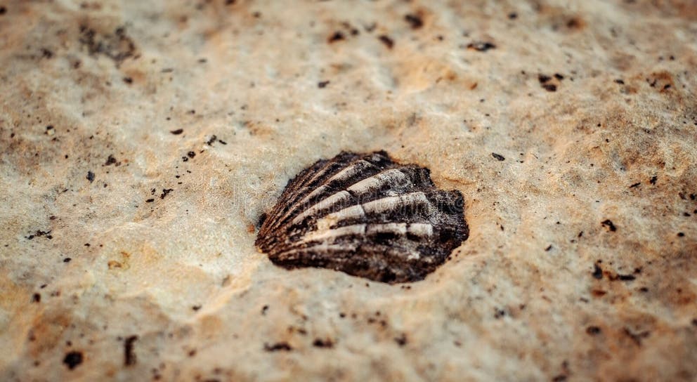 2,419 Limestone Shell Texture Stock Photos - Free & Royalty-Free Stock ...