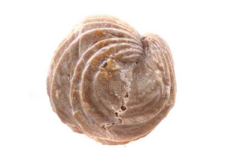 Shell fossil isolated stock photo. Image of close, amazing - 91578866