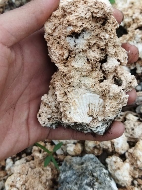 Shell Fossil on the Limestone Stock Photo - Image of food, wood: 257448518