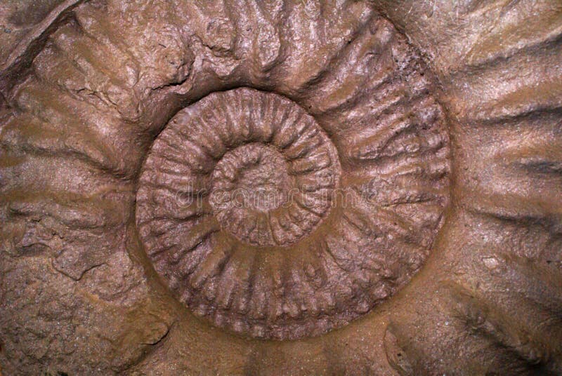 Shell Fossil Pattern Picture. Image: 1664793