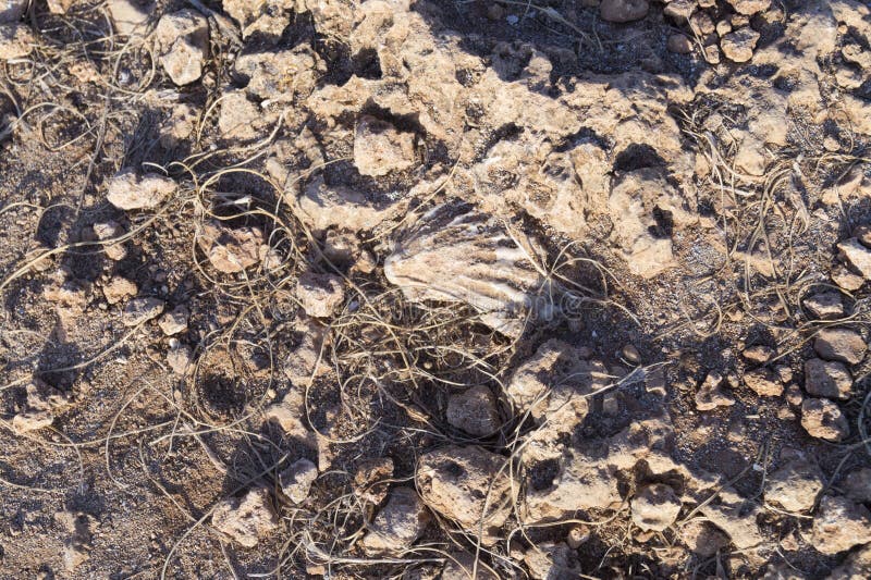 675 Shell Imprint Stock Photos - Free & Royalty-Free Stock Photos from ...