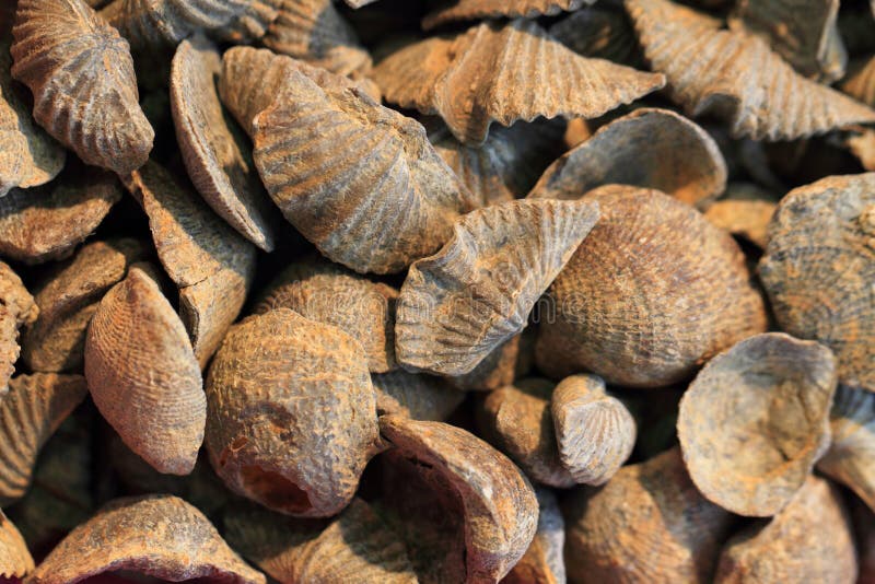 Shell fossils collection stock image. Image of ocean - 70146127