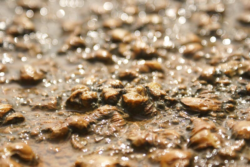 Shell fossils stock photo. Image of graveyar, thailand - 45069728