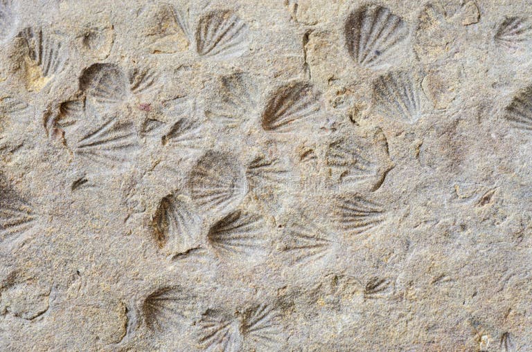 Shell Fossils stock photo. Image of shale, texture, shell - 37792928