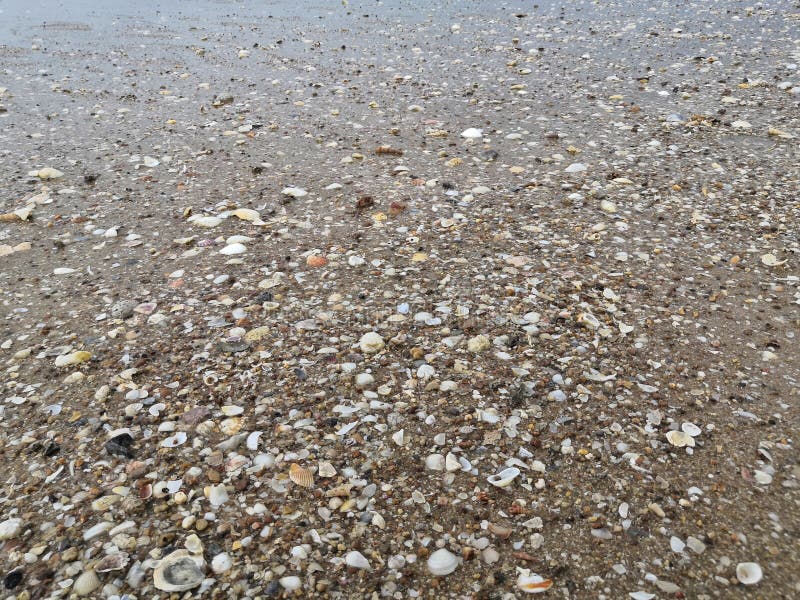 Shell Fragments at the Beach Stock Image - Image of fragments ...