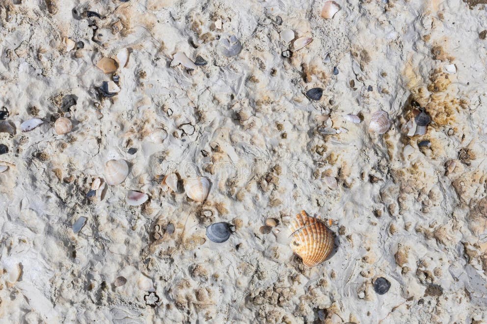 Shell Fragments Embedded in Limestone Surface Stock Photo - Image of ...
