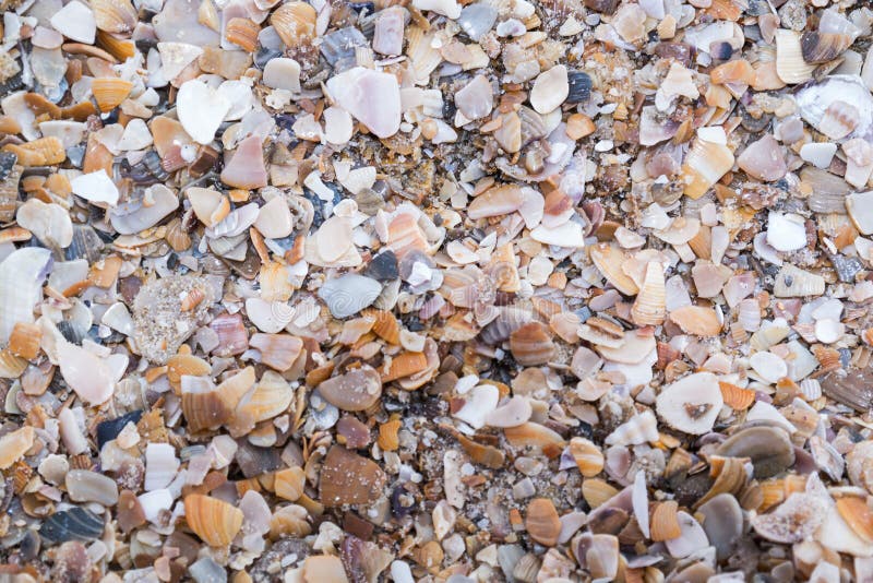 Shell Fragments on the Seashore. Background. Texture. Wallpaper Stock ...