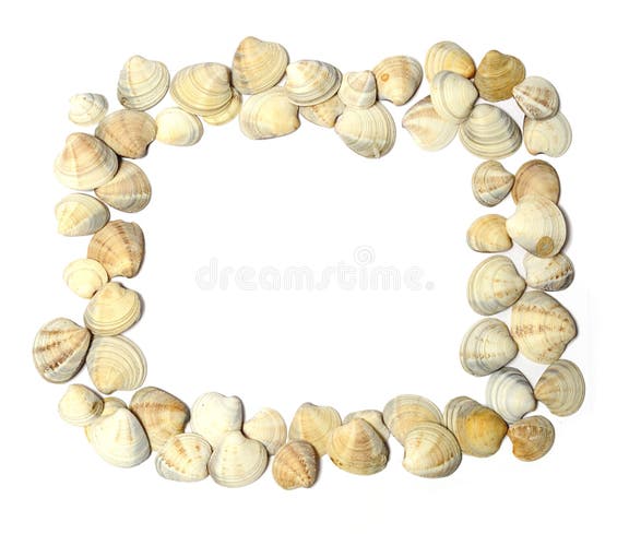 Shell frame stock photo. Image of empty, cockle, frame - 14475566