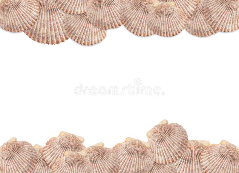 Shell frame stock photo. Image of ocean, mollusk, decoration - 67381942