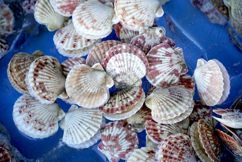 Shell stock image. Image of ingredient, closeup, shell - 177022227