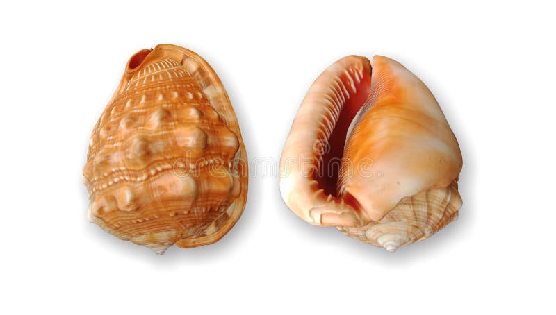 Sea Shell Front and Back with White Background Wallpaper, Stock Photo ...