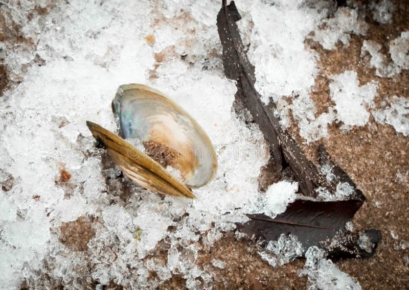 Shell on the frozen ground stock image. Image of water - 195068475