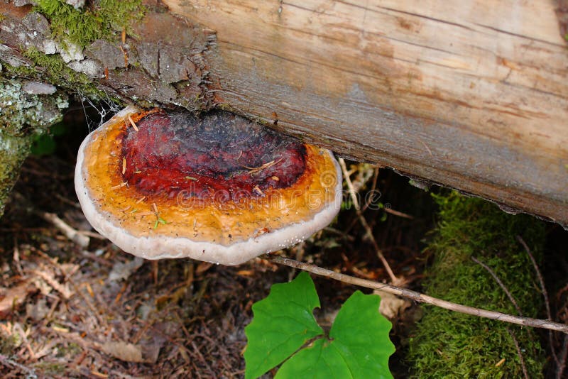 Shell fungus stock image. Image of pretty, trees, nature - 21515735