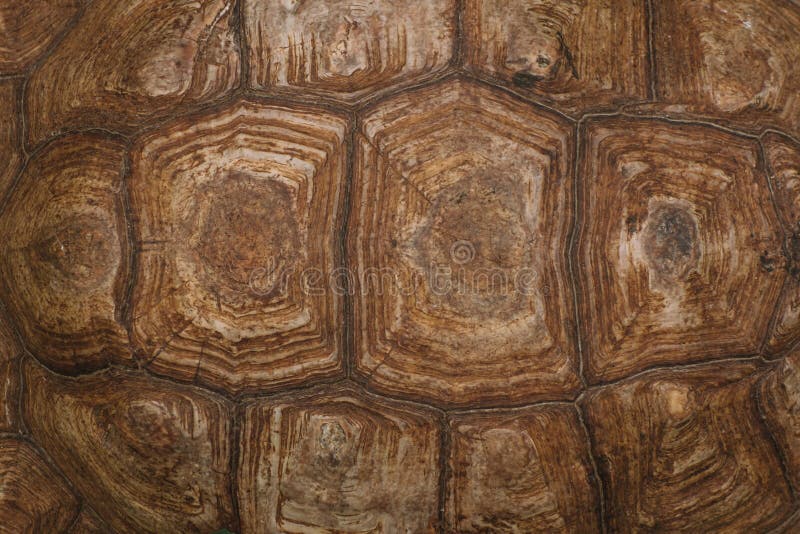 The Shell of a Giant Turtle, Close-up. Background Texture and Carapace ...