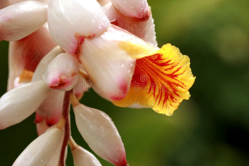 Ginger flower on plant. stock photo. Image of hawaii, nature - 2046004
