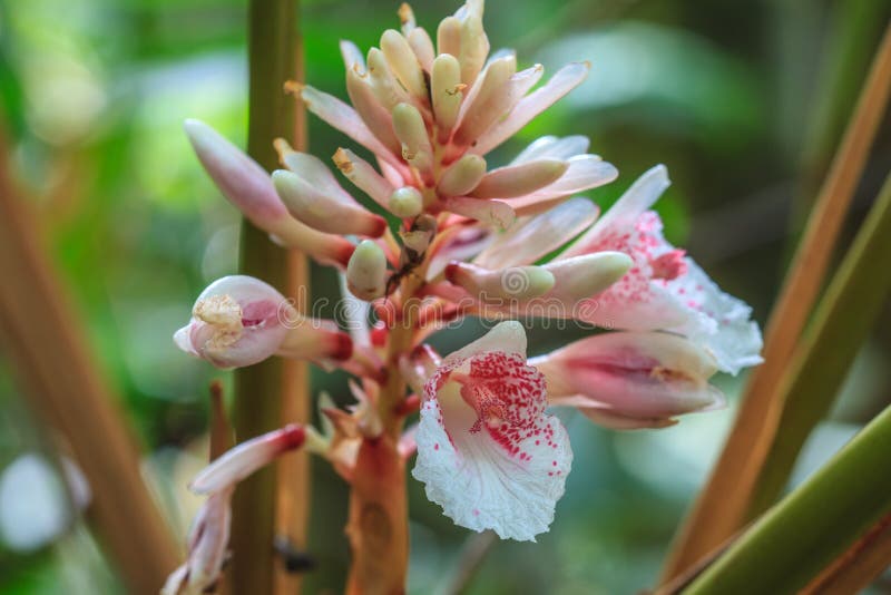 Shell ginger flower stock image. Image of vibrant, shell - 53595997