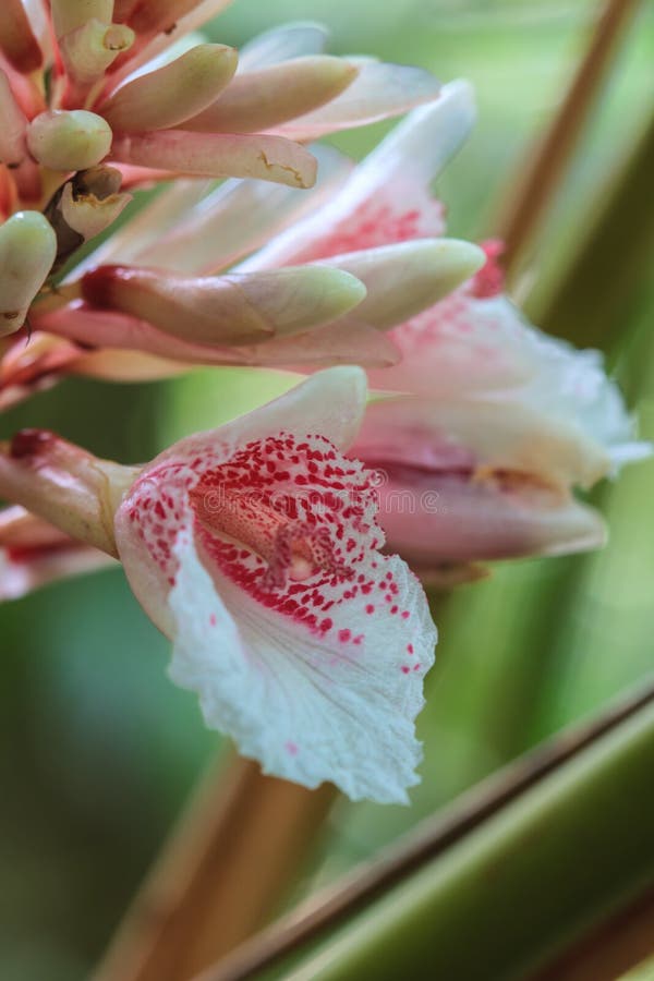 Shell ginger flower stock image. Image of porcelain, oahu - 53596047