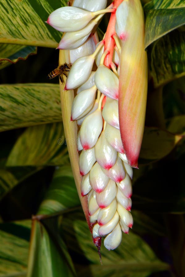 Shell Ginger flowers stock photo. Image of specios, porcelain - 73924724