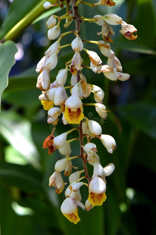 Shell Ginger flowers stock image. Image of formosana - 73968919