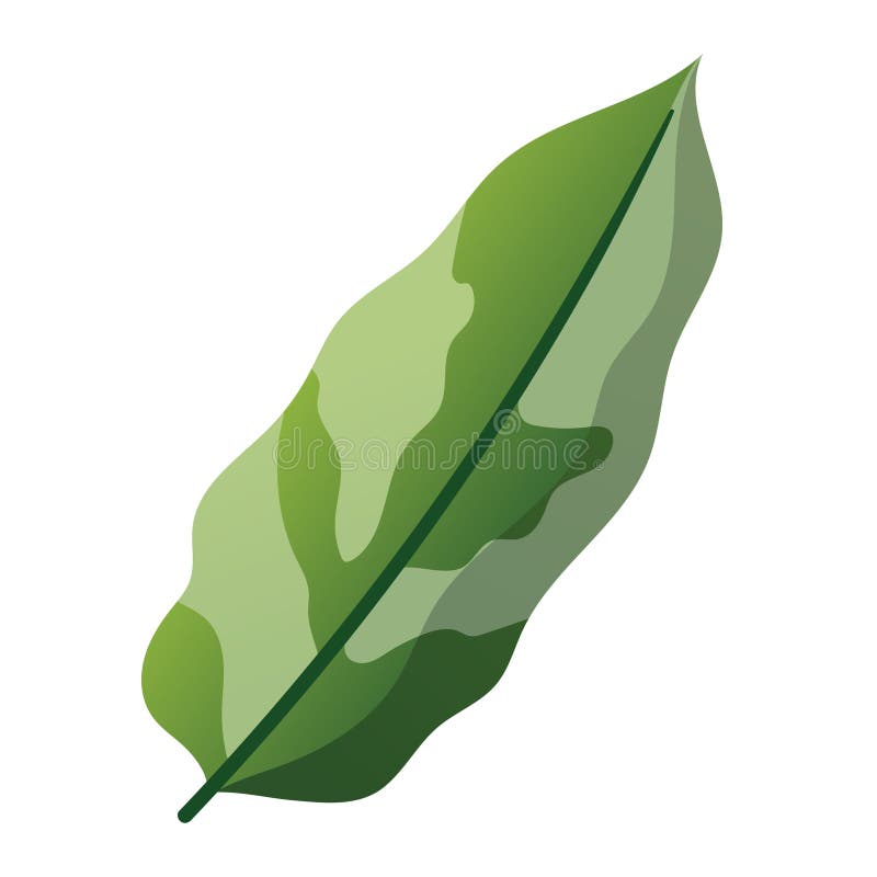 Shell Ginger Leaf Vector Illustration, Isolated on White Background ...